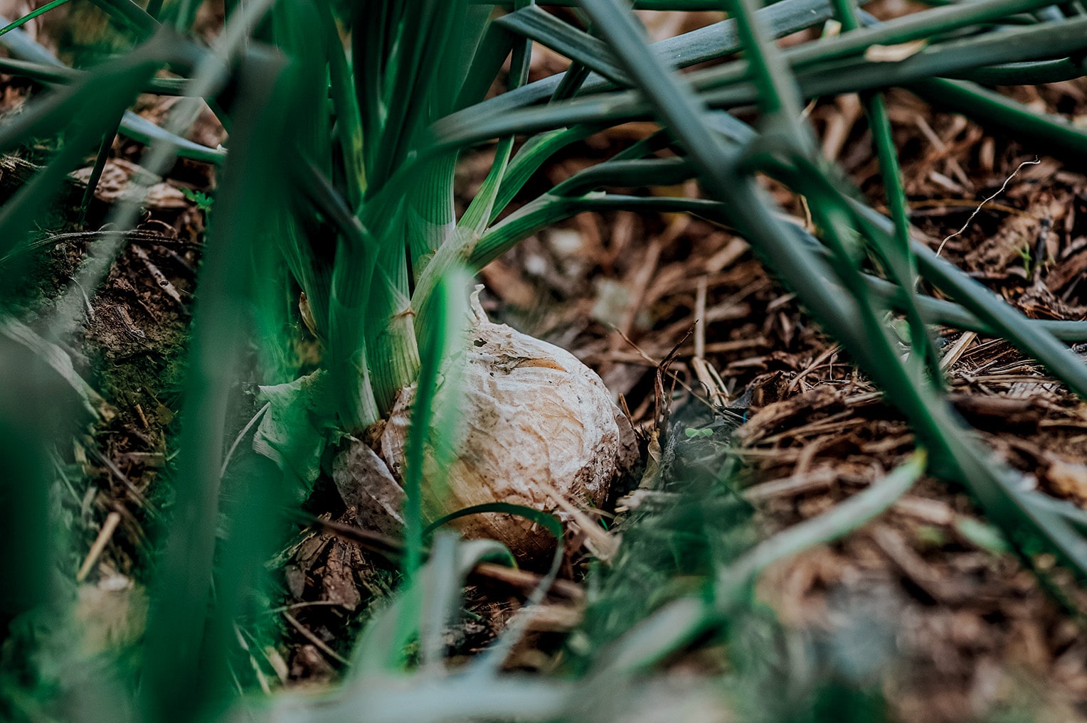 Calçots, un voyage au cœur - Toques roussillon magazine